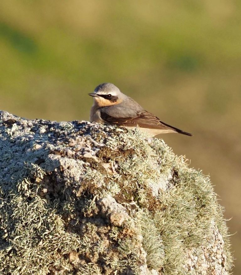 Friday 1st – Monday 4th April 2022 – IoS Bird Sightings – Isles of ...