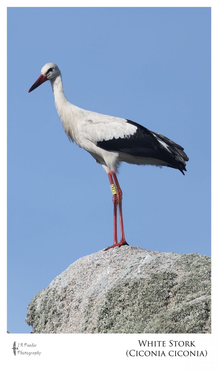 Tuesday 23rd – Thursday 25th September 2025 – IoS Bird Sightings ...