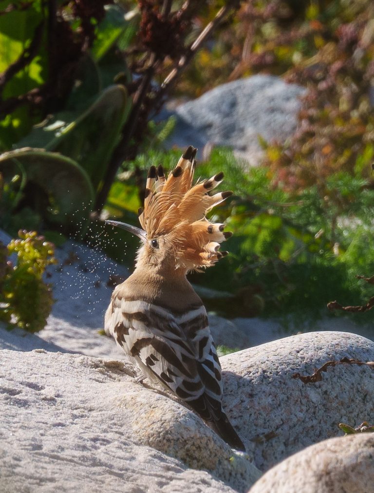 Thursday 2nd – Saturday 4th October 2025 – IoS Bird Sightings – Isles ...